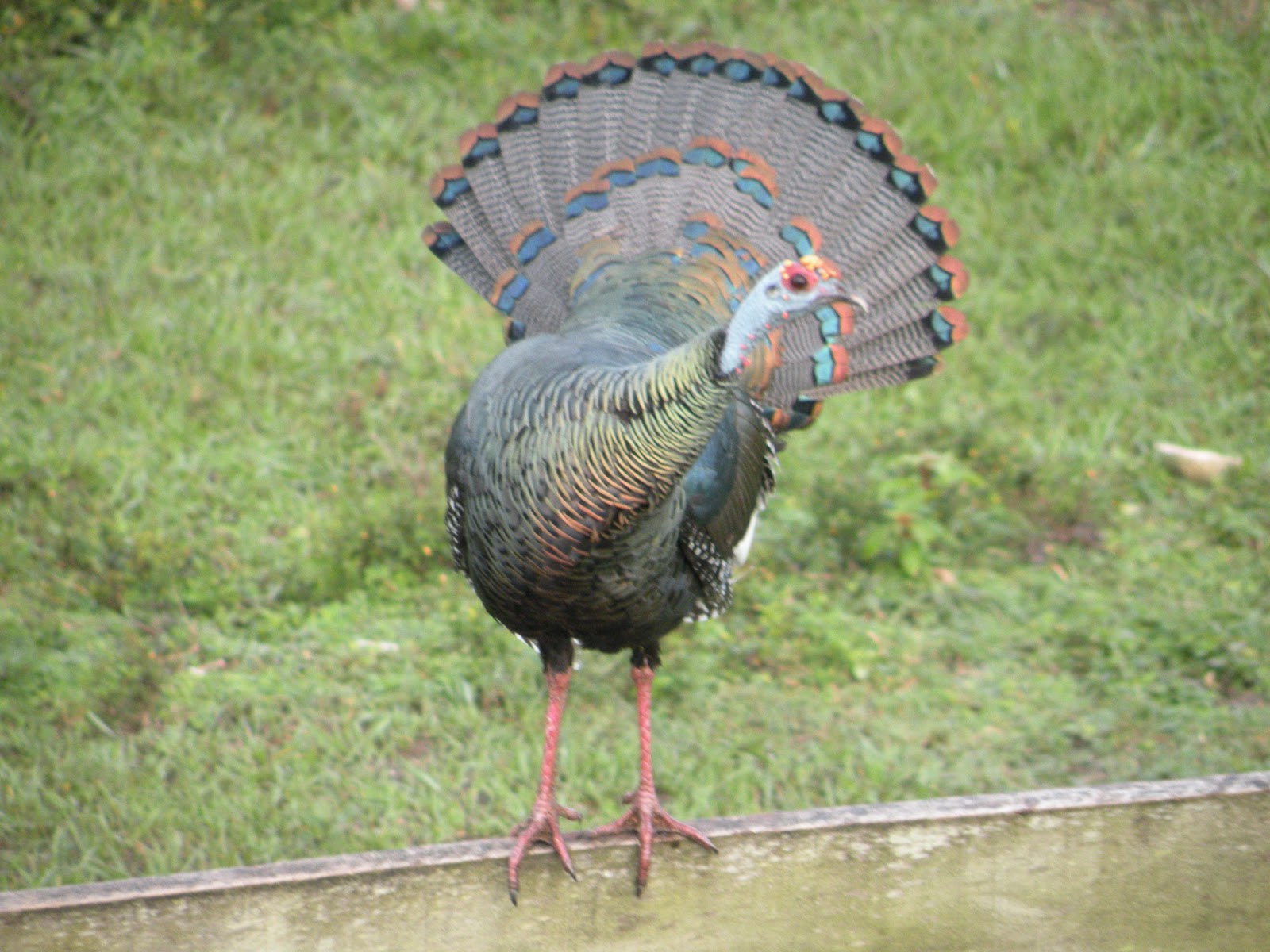 Belizean Sean: November 2012