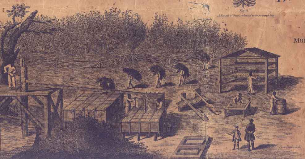 the Plain Professors: 7th and 8th Grade Indigo Dye Project