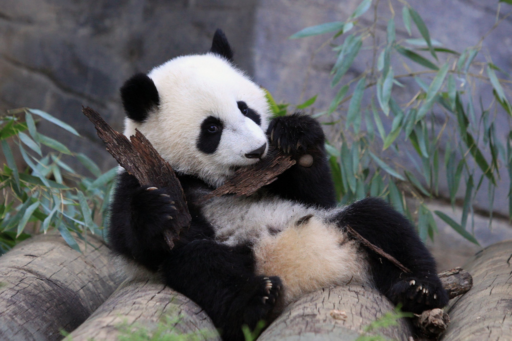 ANIMALS WALLPAPERS: panda cool facts, panda cool stuff ,china panda ...
