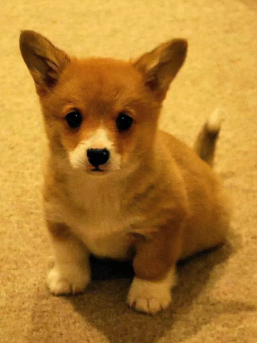 Cute dogs - part 50 (50 pics) | Amazing Creatures