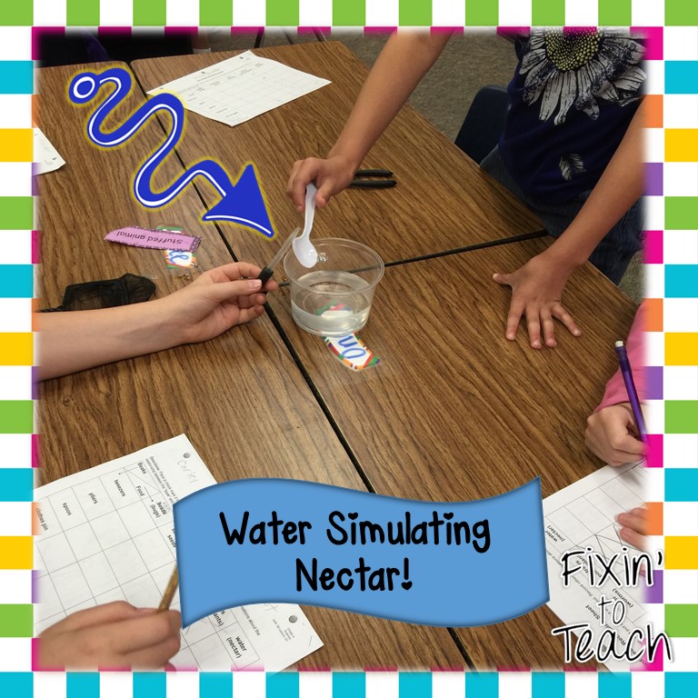 Get Your Own Food! A Bird Beak Adaptation Activity | Fixin' to Teach