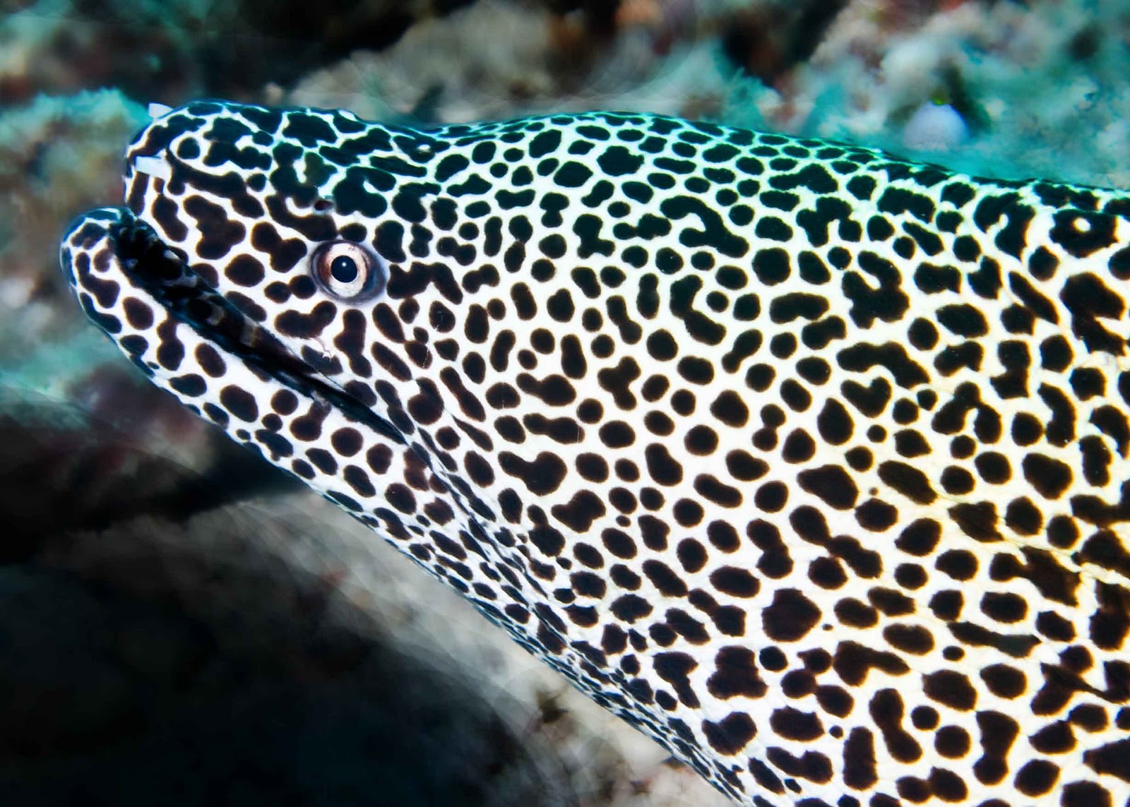 Bangalore Life: October 2011