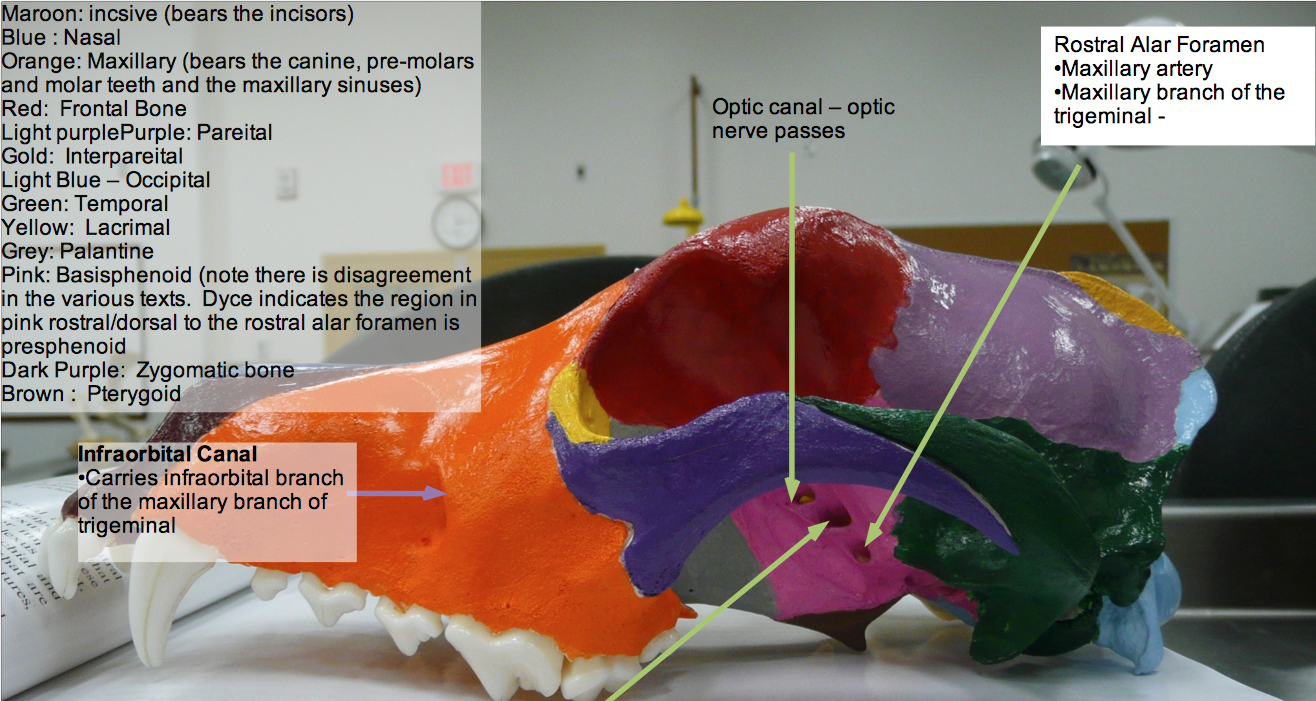 Anatamation: where Anatomy meets Animation: Segmenting the Canine skull ...