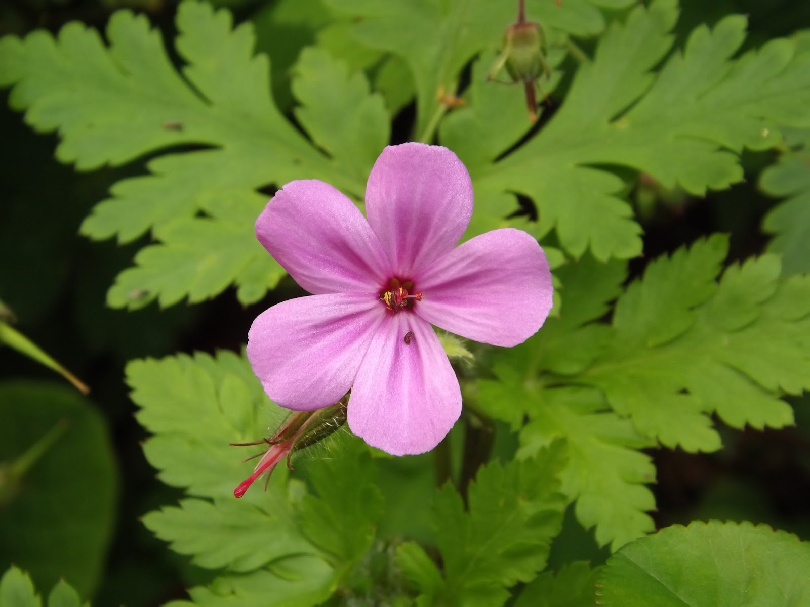 Le Jardin de la Salamandre: Les géraniums des îles