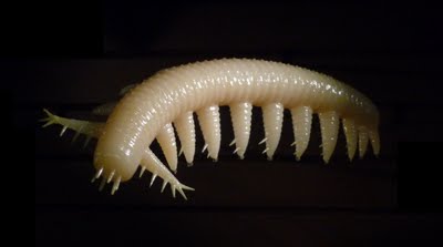 BANQUINHO DO XADREZ.: Vencedores e perdedores do Câmbrico: anatomia e ...