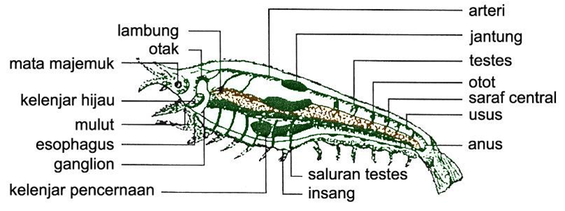 All about ARTHROPODA | Bukan Sekedar Materi