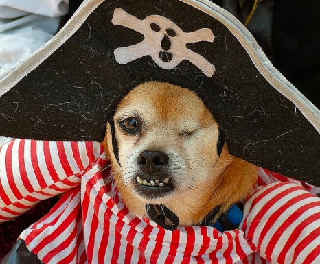 The Pirate Dog: Best. Picture. Ever. ~ The Thoughtful Gamers