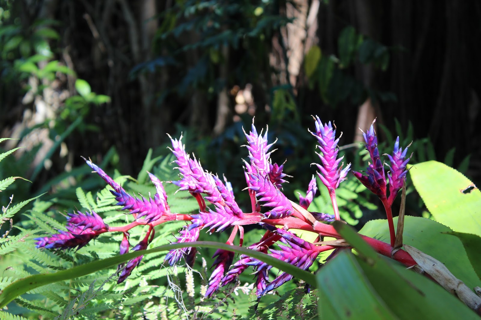 Florida 2018: McKee Botanical Gardens - Again!