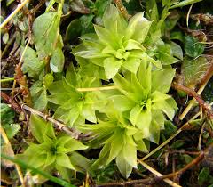 Flora de Puerto Rico Ilustrada Papo Vives: MUSGOS BRYACEAE EPIPTERYGIUM ...