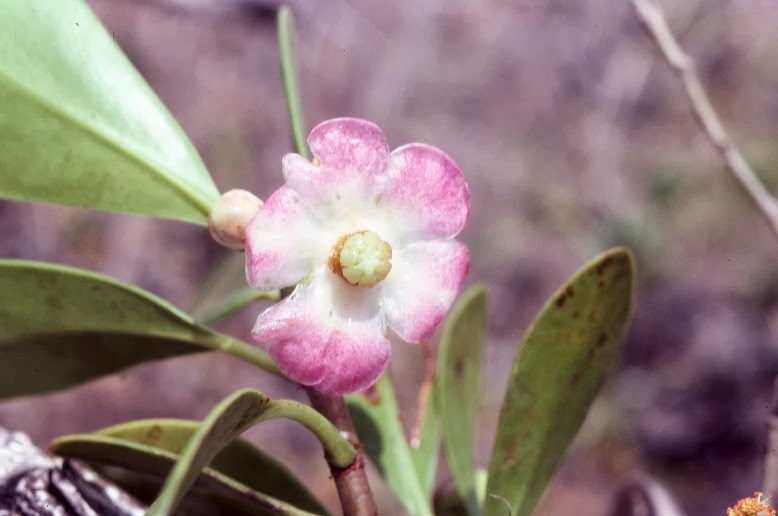 Flora de Puerto Rico Ilustrada Papo Vives: CLUSIACEAE CLUSIA MINOR ...