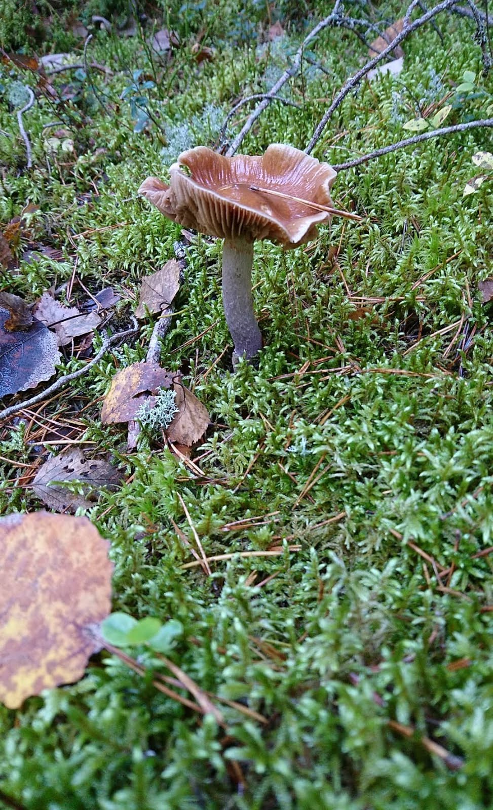 päikesetoit: Päikesega metsas - seened oktoobris.