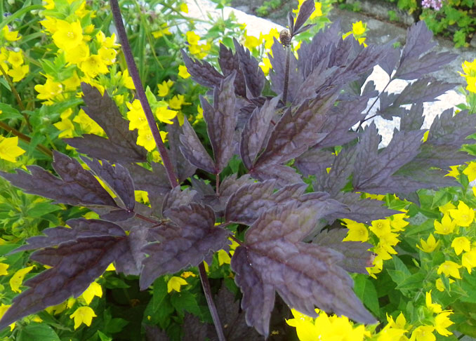 Ninas Gardentankar: Värme, rens, klockor, dagliljor. röda blad, silver ...