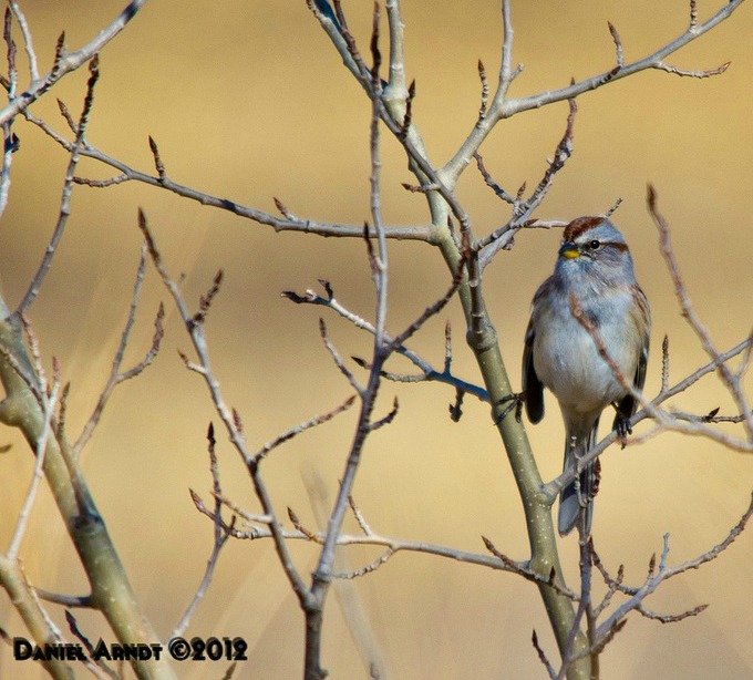 Birding Is Fun!: The Birds of November