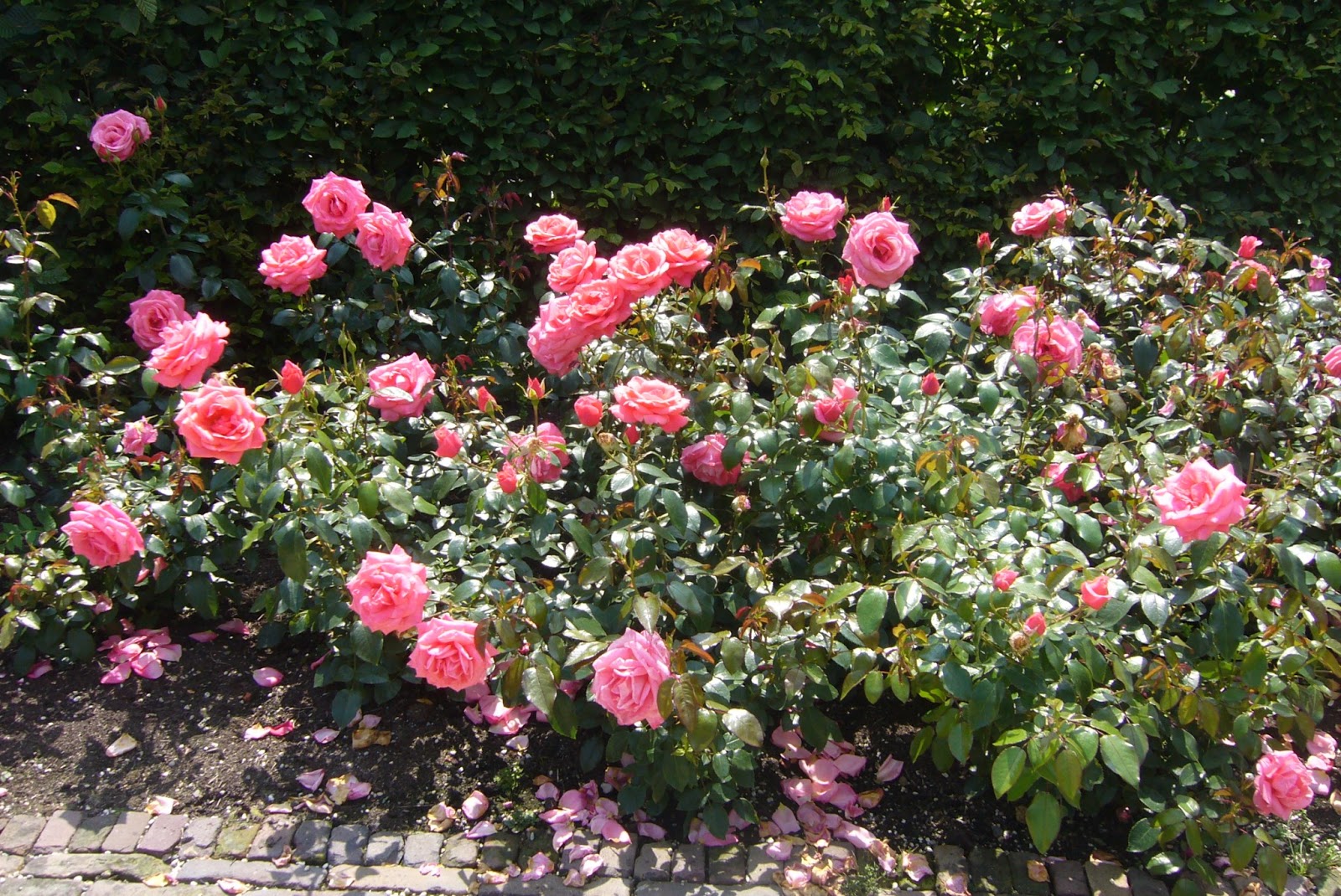 MevrouwtjeTuin