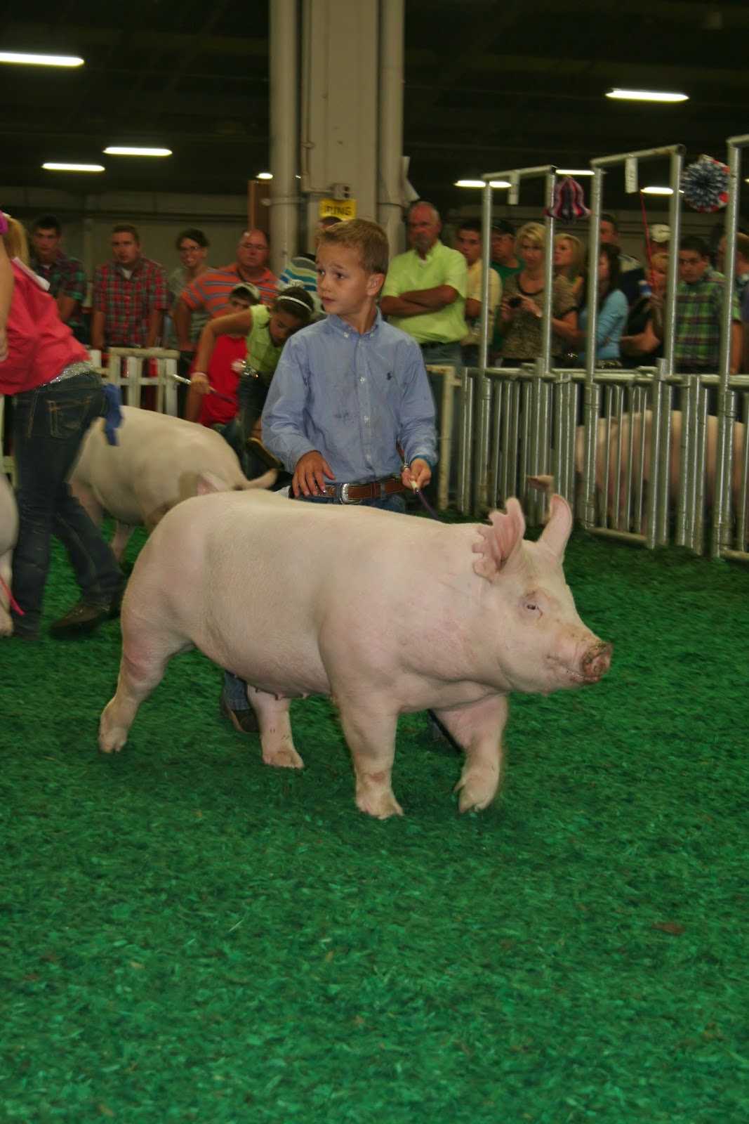 NSR Show & Sale Results: NSR Summer Spectacular Junior Yorkshire Gilt ...