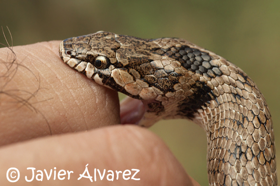 Anfibios y Reptiles de La Rioja: Las serpientes y su veneno