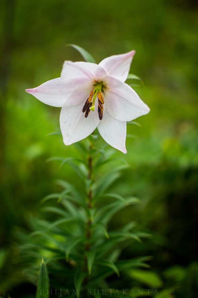 Shirui Lily state flower of Manipur