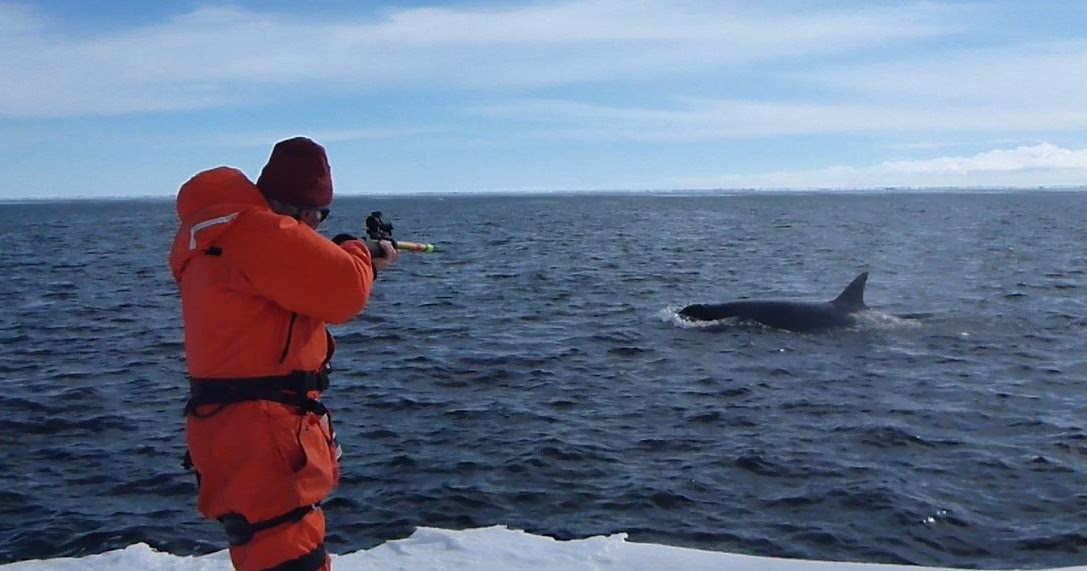 Shooting Killer Whales for Science in Antarctica | Whale of a Time