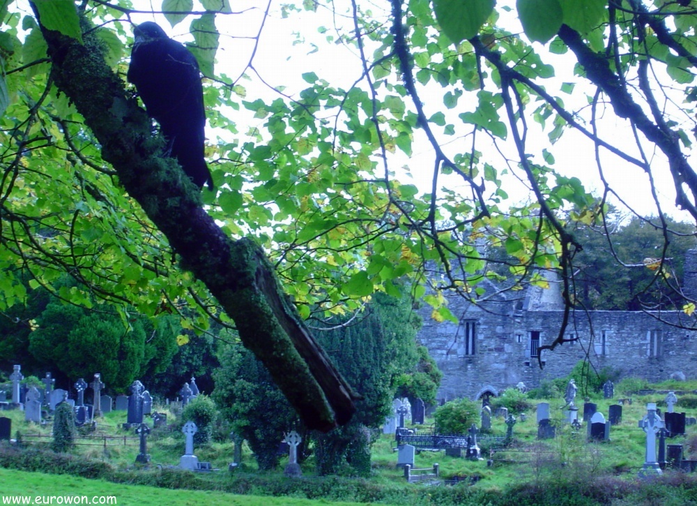 Raven, el pájaro más feo y tonto de Irlanda [Eurowon]