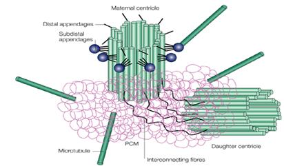 Centrosome role in neuronal polarity ~ Advanced Neurobiology