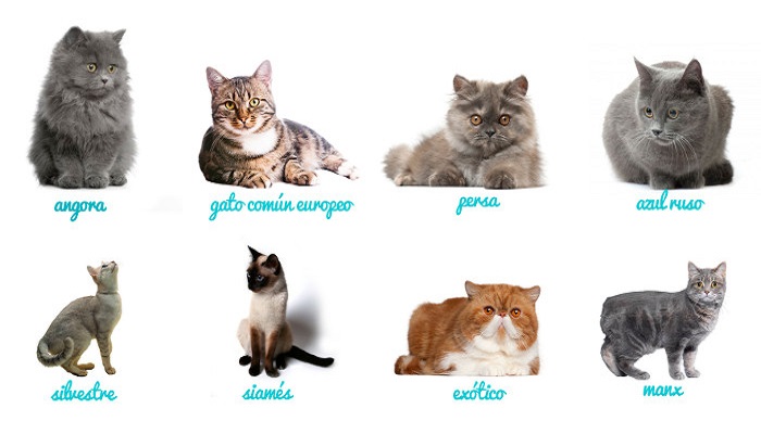 Tipos de razas de gato: mayo 2018