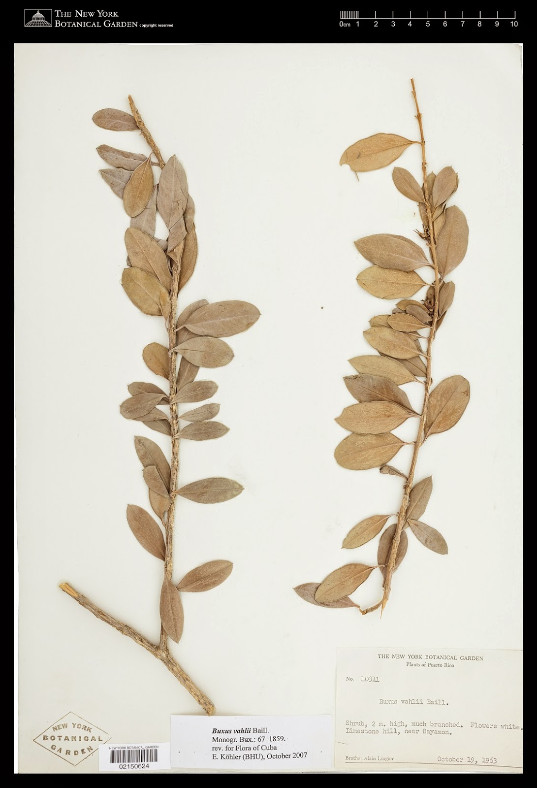 Flora de Puerto Rico Ilustrada Papo Vives: BUXACEAE- BBUXUS VAHLII ...
