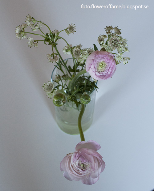 Flower of Fame: Ranunkel och stjärnflocka