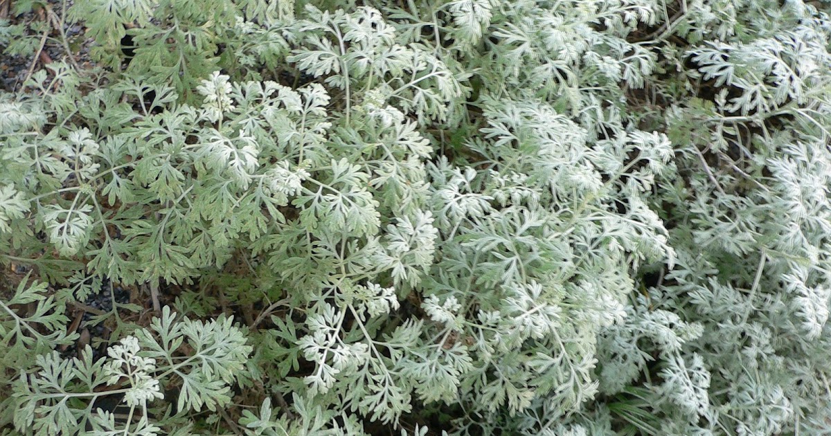 Wormwood – white, absinthe, camphorata - Macedonia Nature