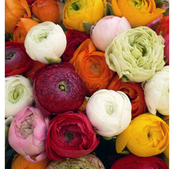PeaHen Pad: Inspiration: Ranunculus