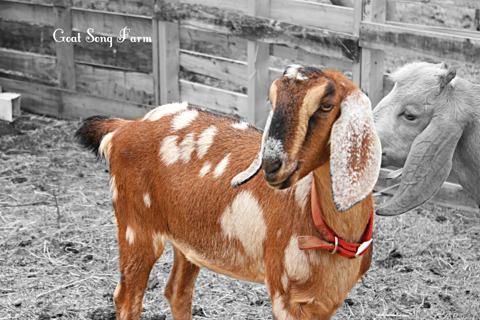 To Sing With Goats: Grab Her While You Can!