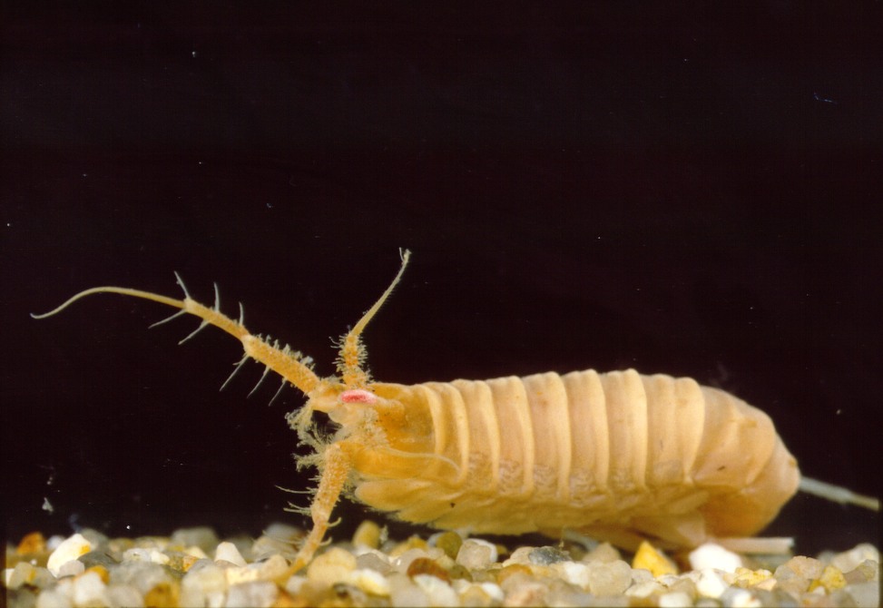 Catalogue of Organisms: Burrowing Beaky Amphipods