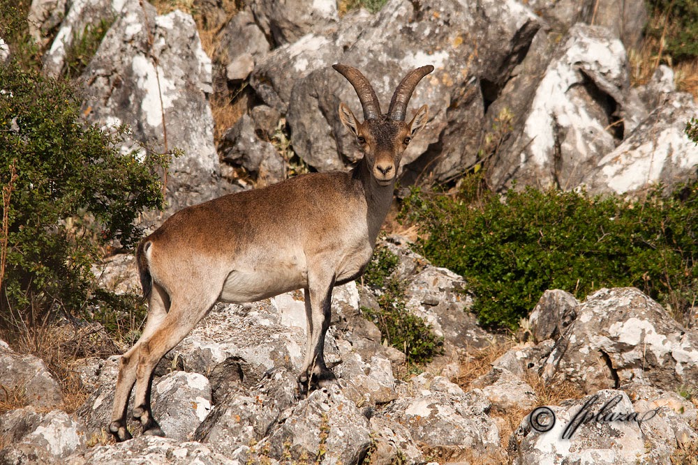 Flora y Fauna de las Sierras de Jaén: CABRA MONTESA