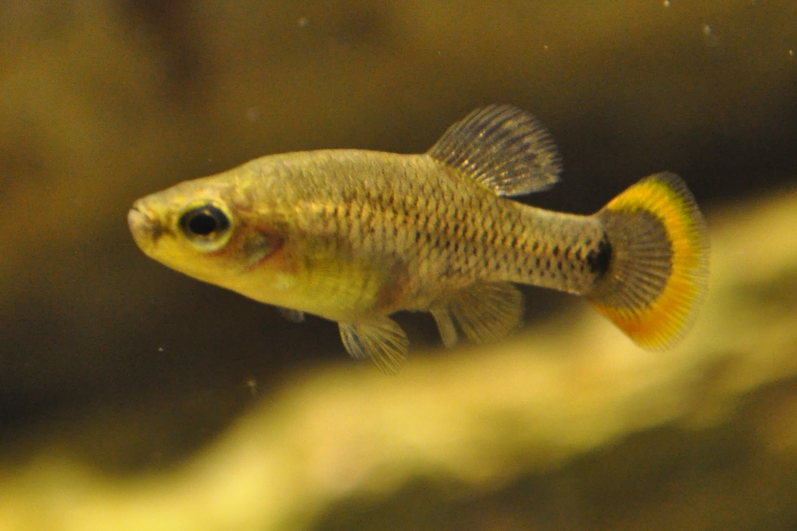 ZOOTOGRAFIANDO (6.100 ANIMALS): PICOTE TEQUILA (Zoogoneticus tequila)