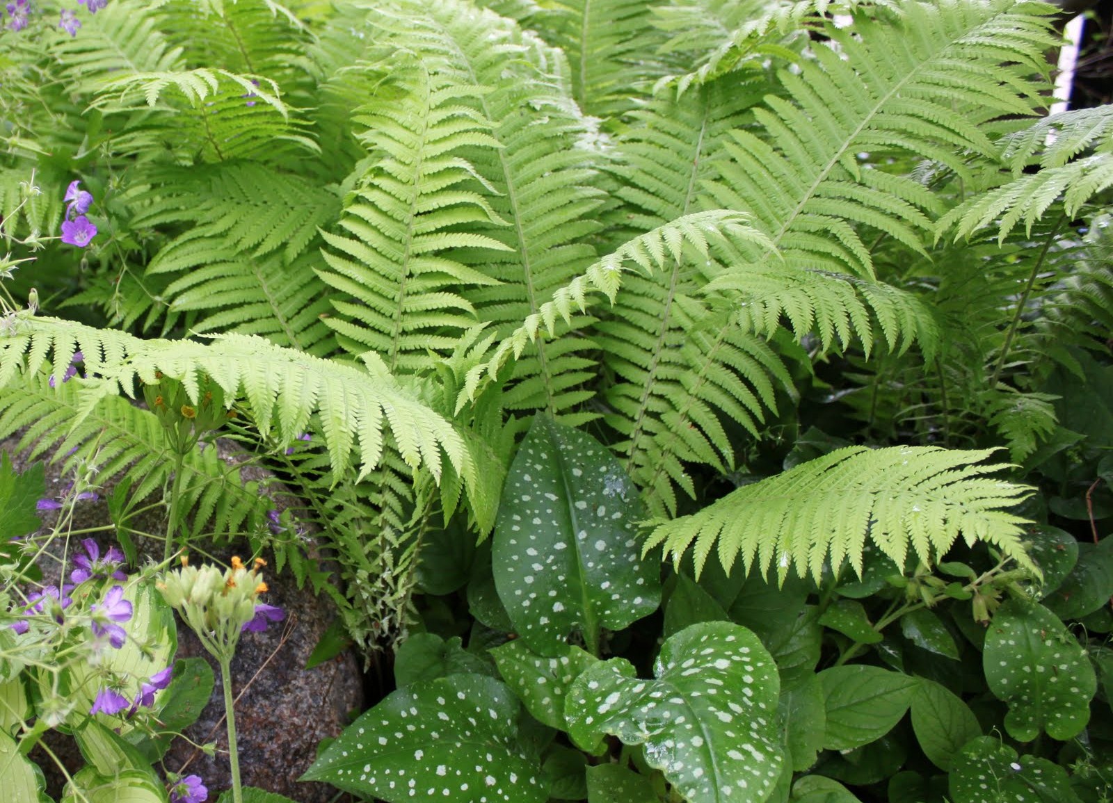 Tankar från Trädgårdsmästarn: Växter för dåligt dränerad mark - dränering.