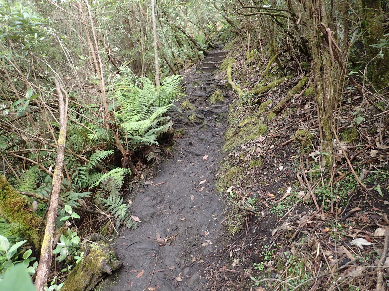 Mount Nelson | Hiking South East Tasmania