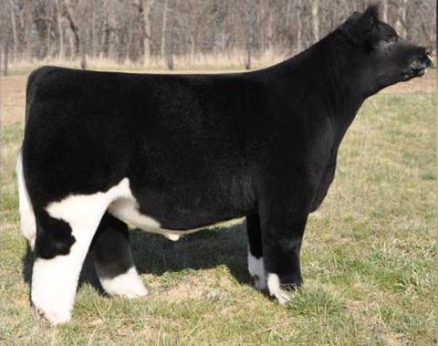 Unik: Jenis Sapi Ini Berbulu Halus, Lebat dan Lembut | Gemar Ternak dan ...