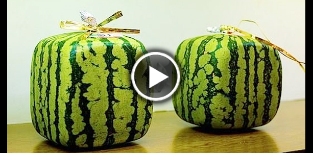 how its made square watermelons