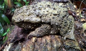 Katak Terbesar di Dunia telah Ditemukan ~ Bali Network