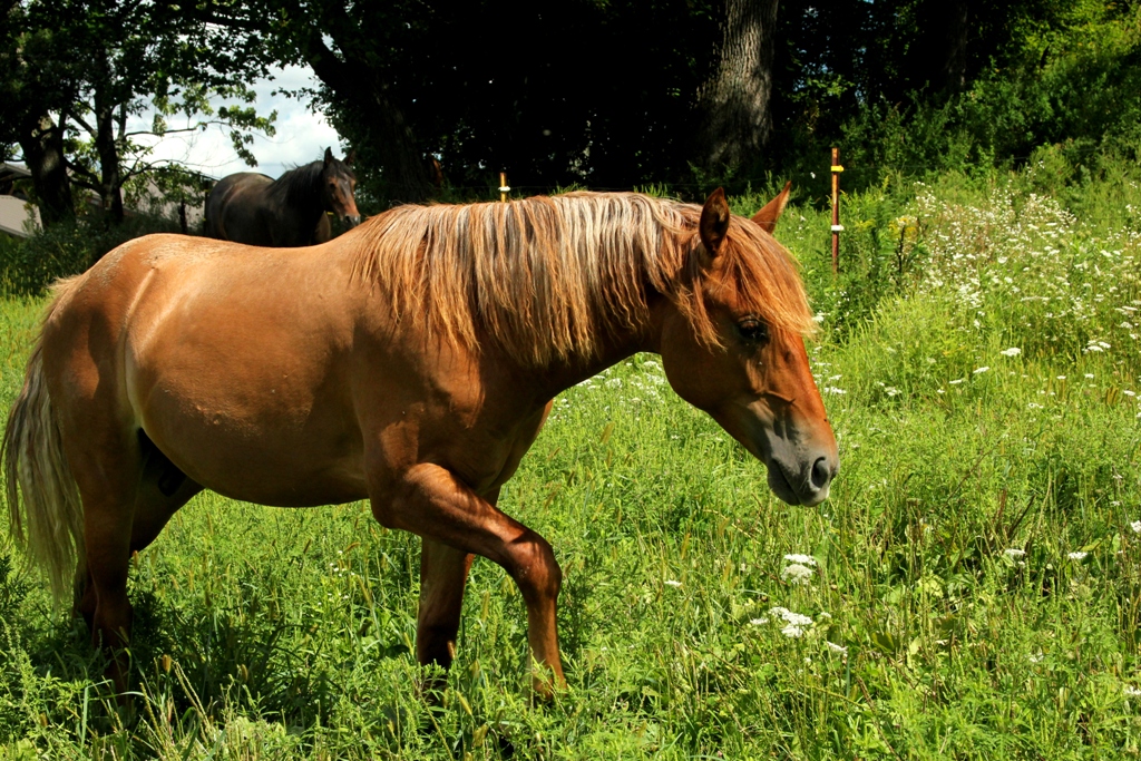 Must love mustangs!: Denny, yearling colt, almost a horse!
