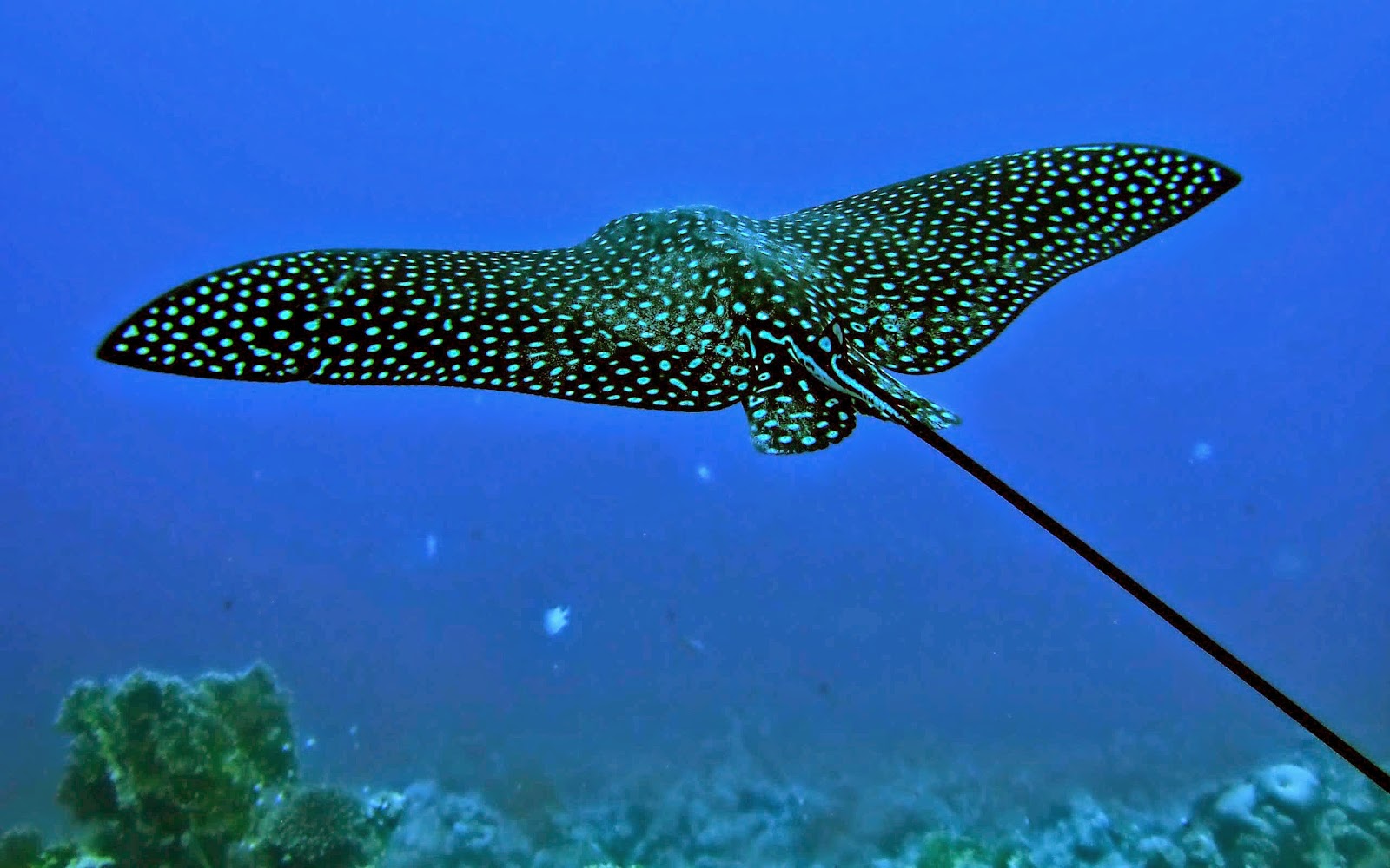 Ray - HD Wallpapers | Earth Blog