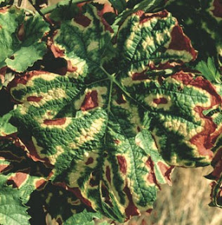 Wine -- Mise en abyme: Esca grapevine trunk disease (GTD) and the role ...