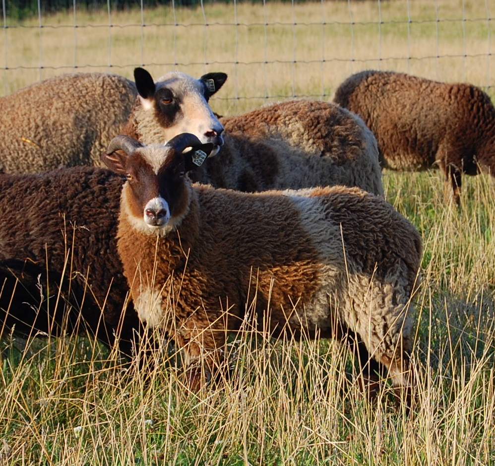 Crosswinds Farm: Now that's a sheep of a different color!