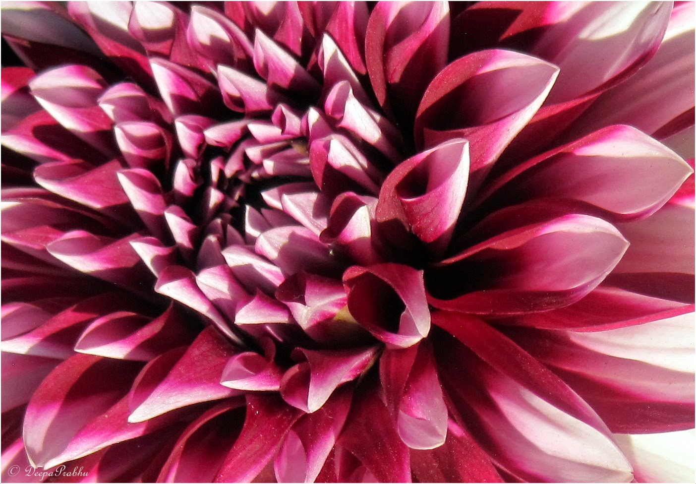 Flower Macros - Random Photography