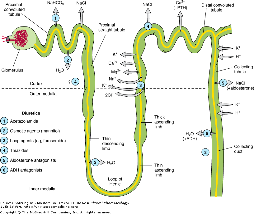 Long Life Learning: DIURETIK