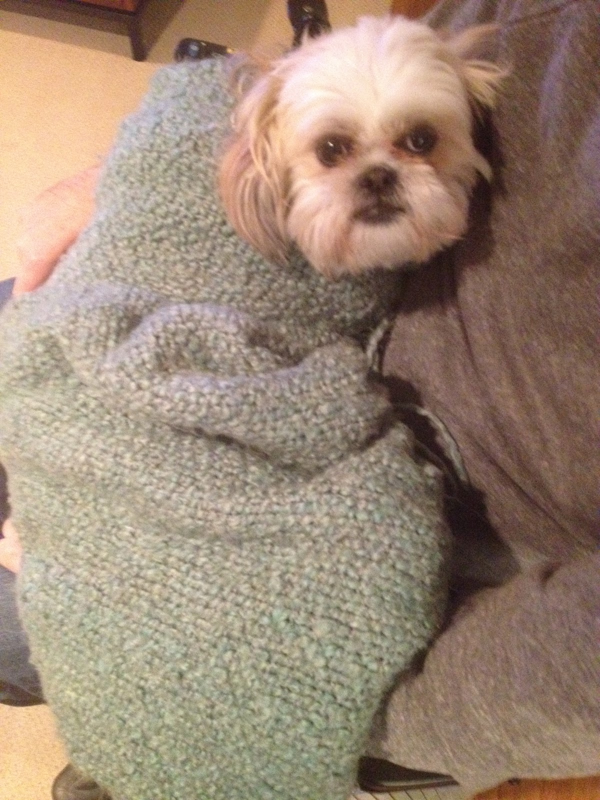 The Life of Cameron: National Shih Tzu Day, featuring Bo