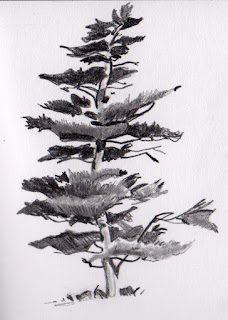 Scott's Creativity for Sanity: Eastern White Pine Sketch