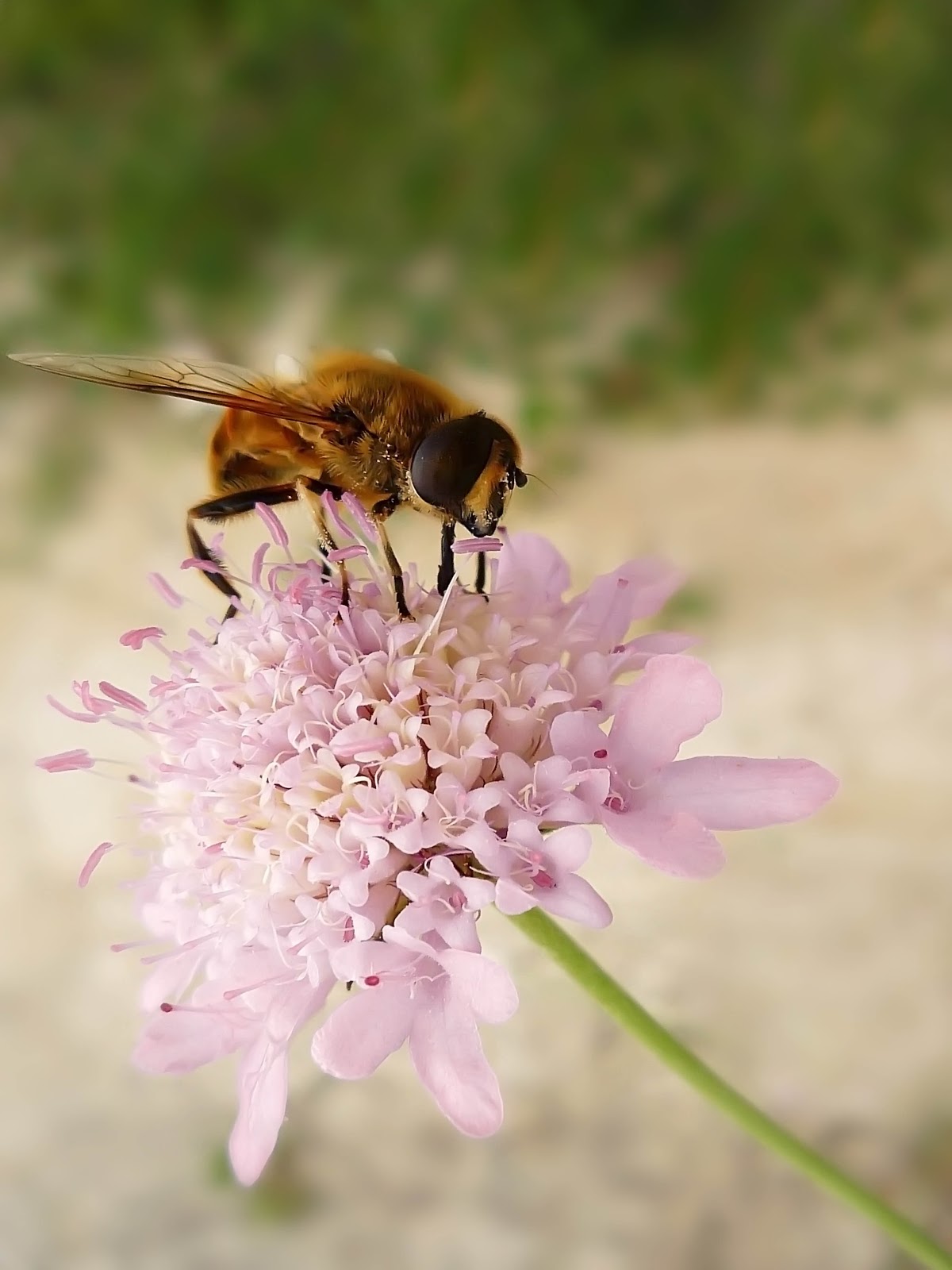 gli insetti: Sirfide