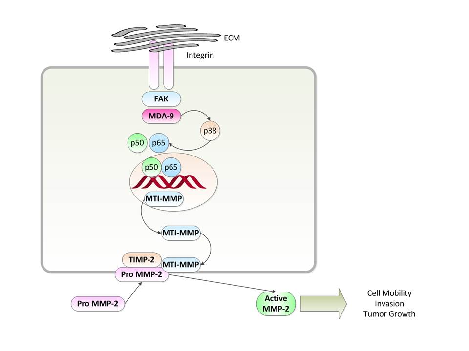 The Squirrel's Nest: Extracellular Matrix vs Intracellular Pathway