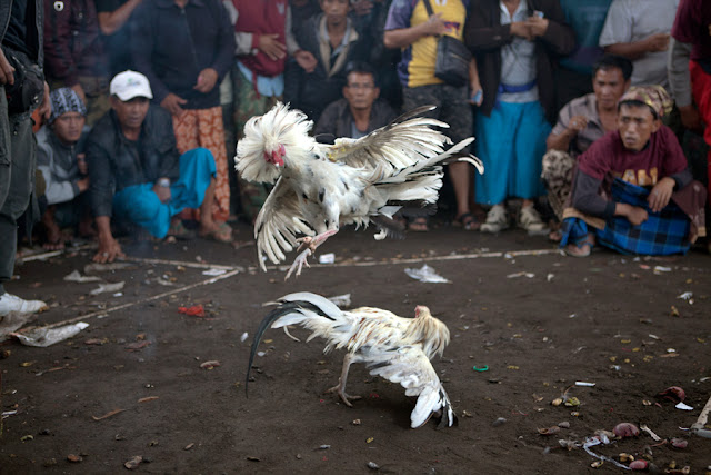 Pix Grove: Balinese Rooster Fight
