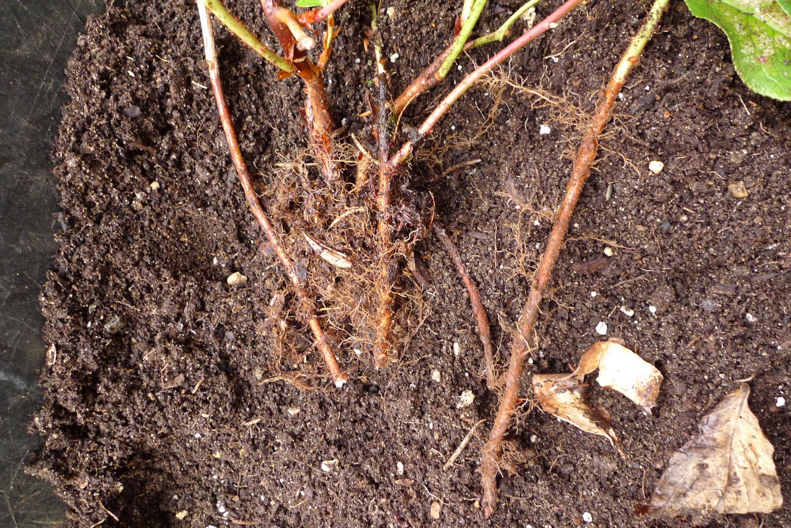 Wild Harvests: December 2011